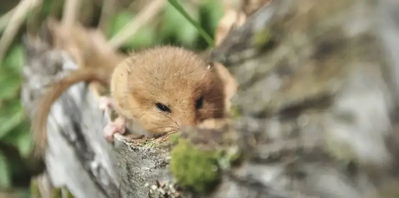 Inventering av hasselmus - Svenljunga.se